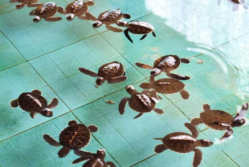 From Trawangan: Snorkling, Statue, and Visit Turtle Sactuary - Who Is This Tour Best For?