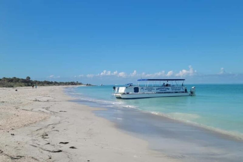From Treasure Island: Dolphin Watching and Shelling Cruise - Who Will Love This Tour?
