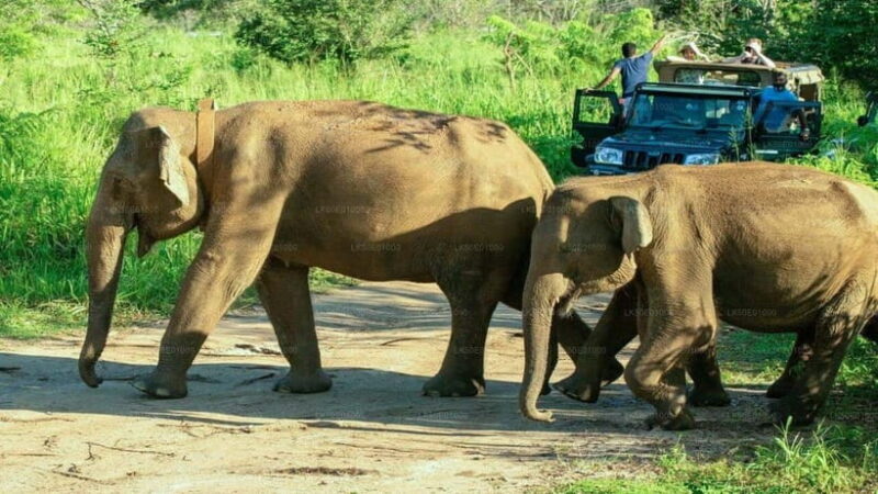 From Trincomalee: Elephant Safari at Minneriya or Kaudulla - An Introduction to the Safari Experience