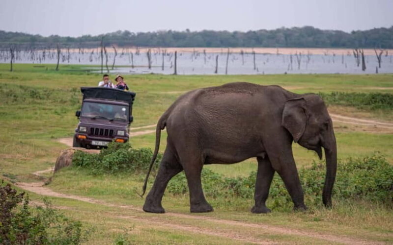 From Trincomalee: Elephant Safari at Minneriya or Kaudulla - Key Points