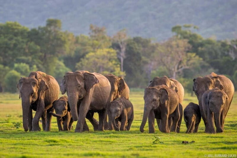 From Trincomalee: Elephant Safari at Minneriya or Kaudulla - What Makes the Experience Special