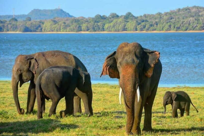 From Trincomalee : Minneriya / Kaudulla Elephant Safari - An Honest Look at What to Expect