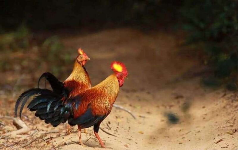 From Trincomalee : Minneriya / Kaudulla Elephant Safari - FAQ