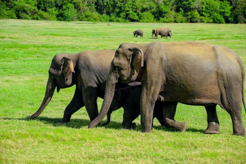 From Trincomalee: Minneriya National Park 4X4 Jeep Safari - Key Points