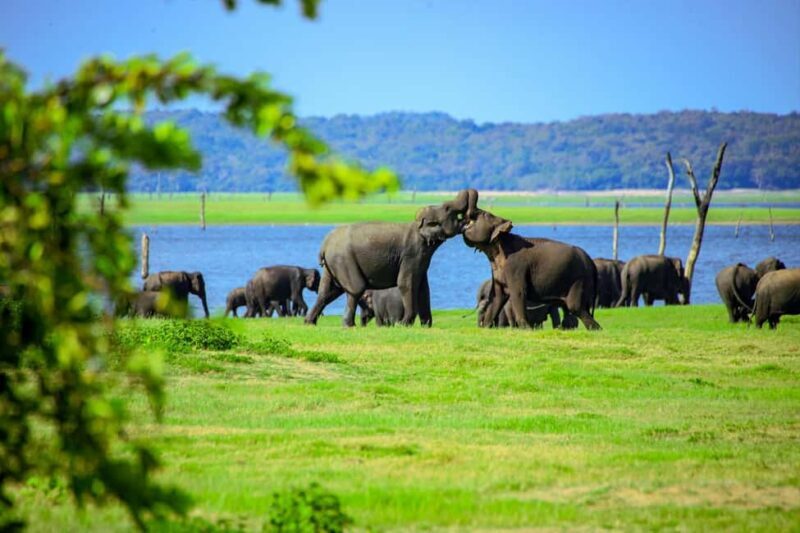 From Trincomalee: Minneriya National Park 4X4 Jeep Safari - Final Thoughts