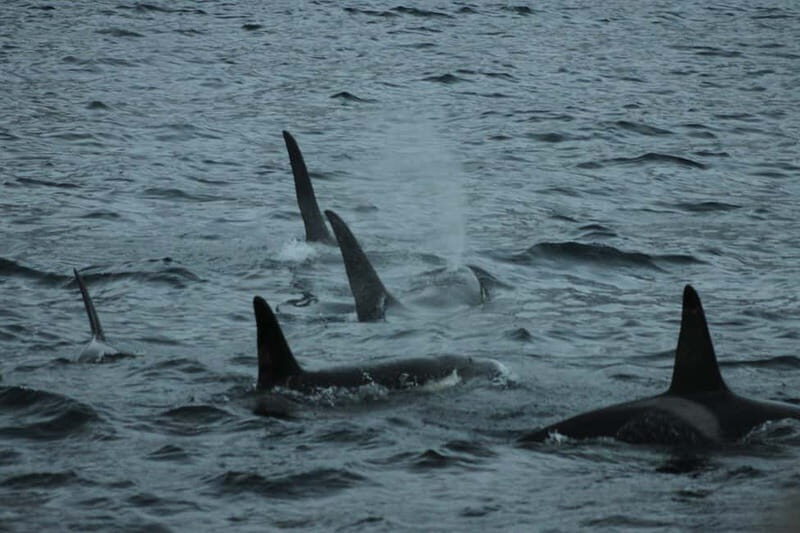 From Tromsø: All-Inclusive Whale & Orca Safari - Key Points