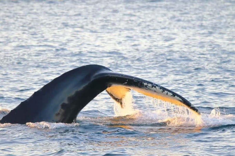 From Tromsø: All-Inclusive Whale & Orca Safari - An In-Depth Look at the Whale & Orca Safari Experience