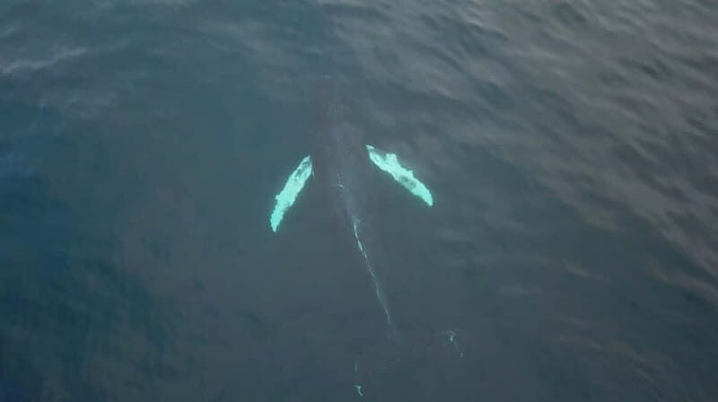 From Tromsø: All-Inclusive Whale & Orca Safari - Practical Tips for Your Trip