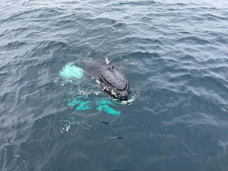 From Tromsø: All-Inclusive Whale & Orca Safari - FAQs