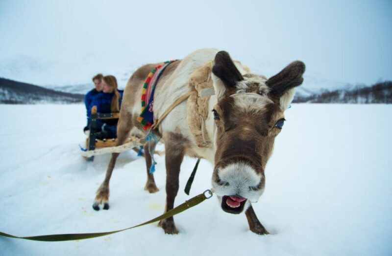 From Tromsø: Daytime Reindeer Sledding at Camp Tamok - A Deep Dive into the Experience