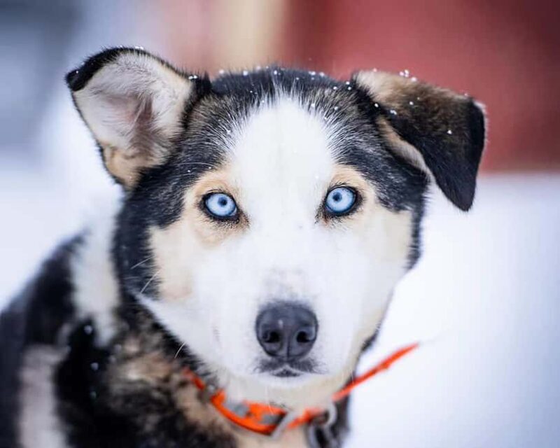 From Tromsø: Dog Sledding Experience with Transfer - The Experience in Detail