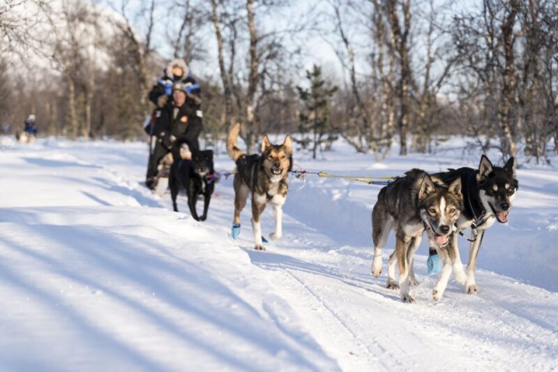 From Tromsø: Fun and Easy Dog Sledding Adventure - From Tromsø: Fun and Easy Dog Sledding Adventure — A Detailed Review