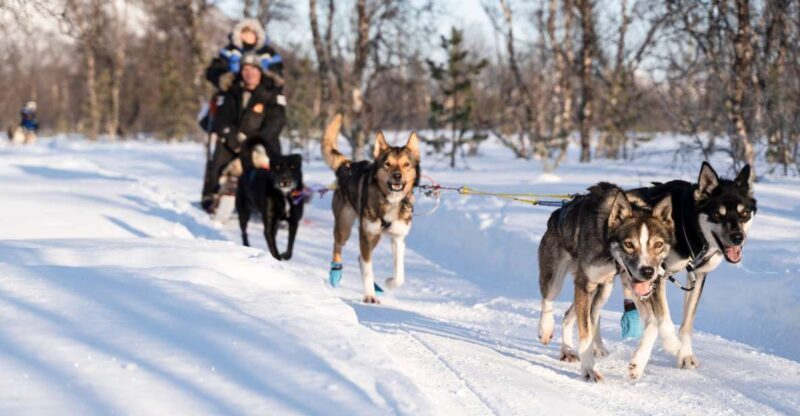 From Tromsø: Fun and Easy Dog Sledding Adventure - Deep Dive into the Experience