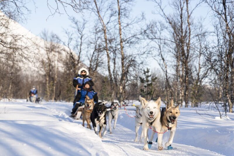 From Tromsø: Fun and Easy Dog Sledding Adventure - Who Should Consider This Tour?