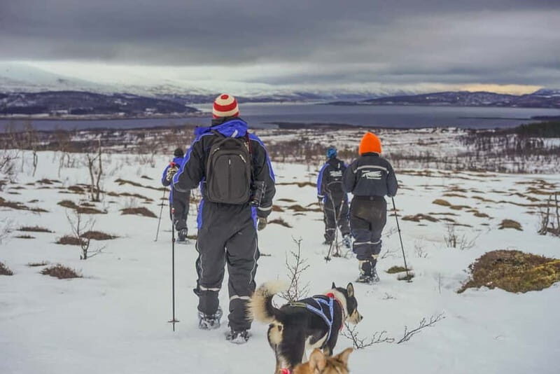 From Tromsø: Guided Husky Snowshoe Hike and Husky Camp Visit - A Detailed Look at the Tromsø Husky Snowshoe Hike and Camp Visit