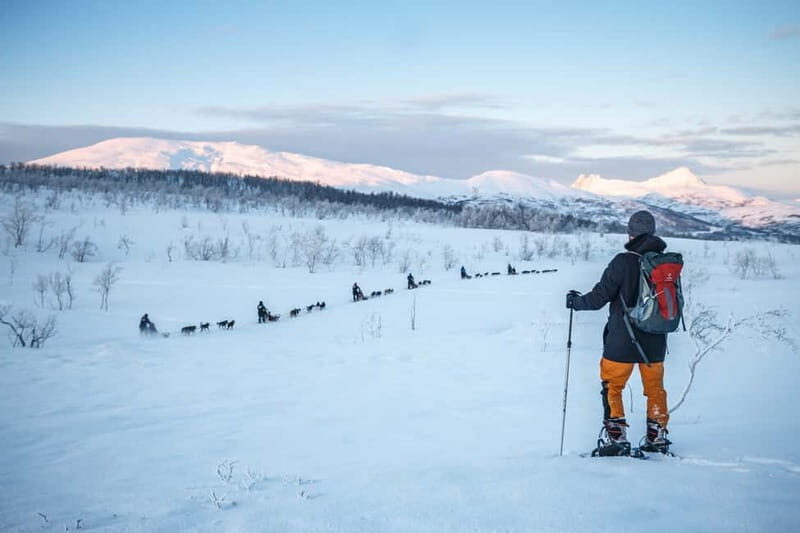 From Tromsø: Guided Husky Snowshoe Hike and Husky Camp Visit - What to Expect From This Arctic Adventure