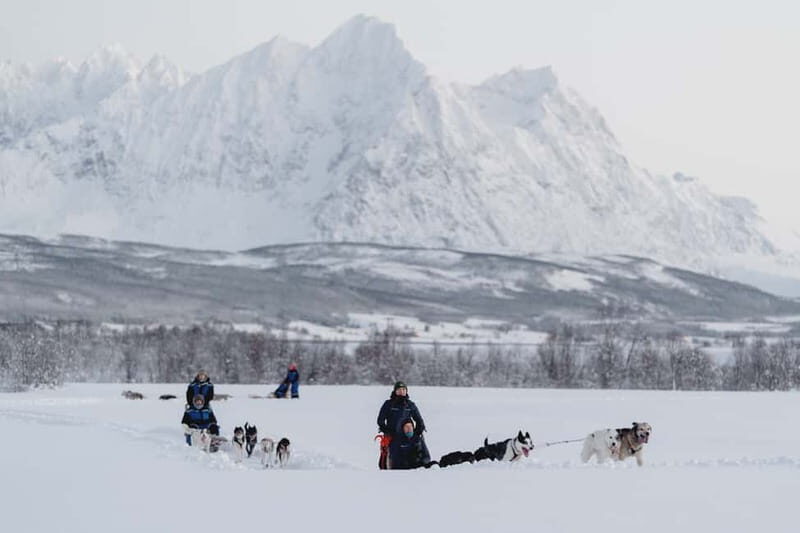 From Tromsø: Husky Experience with Self-Drive Dog Sled Ride - Introduction to the Experience