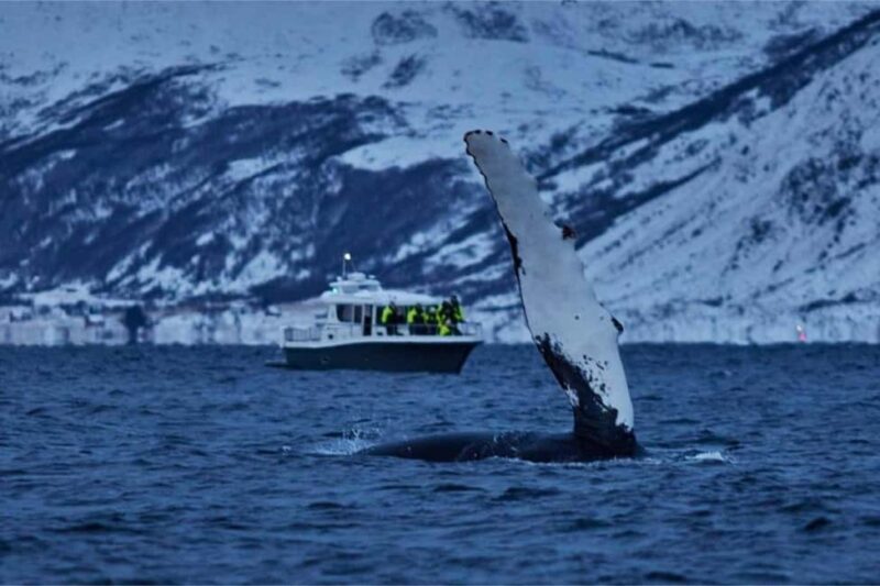 From Tromsø: Skjervoy Whale Watching RIB Boat Tour - In The Sum Up