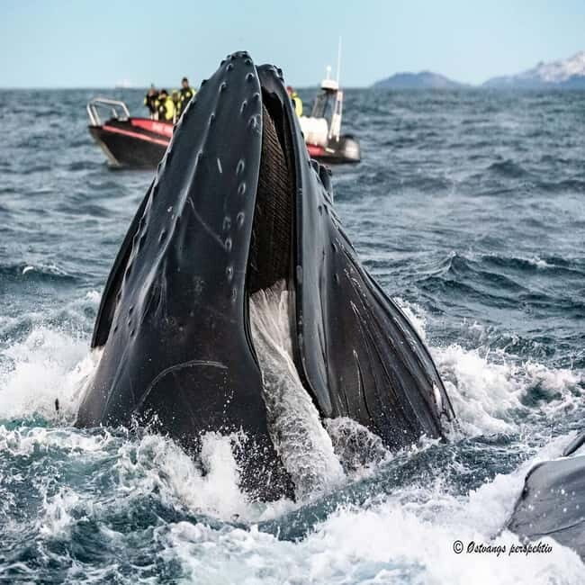 From Tromsø: Skjervoy Whale Watching RIB Boat Tour - The Experience: What It’s Like on the Water