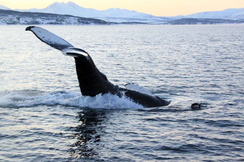 From Tromsø: Whale & Orca Safari with Lunch Included - Who Will Love This Tour?