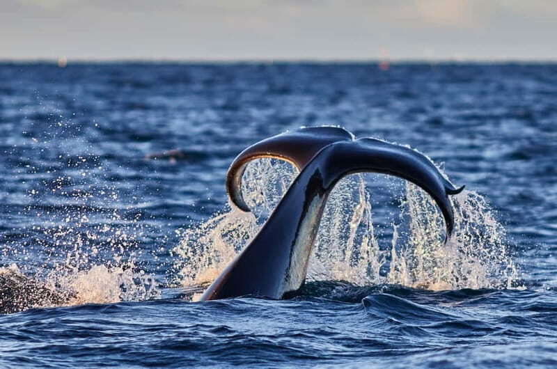 From Tromso: Whale Watching in Magic Skjervoy - The Itinerary: From Tromso to Skjervoy