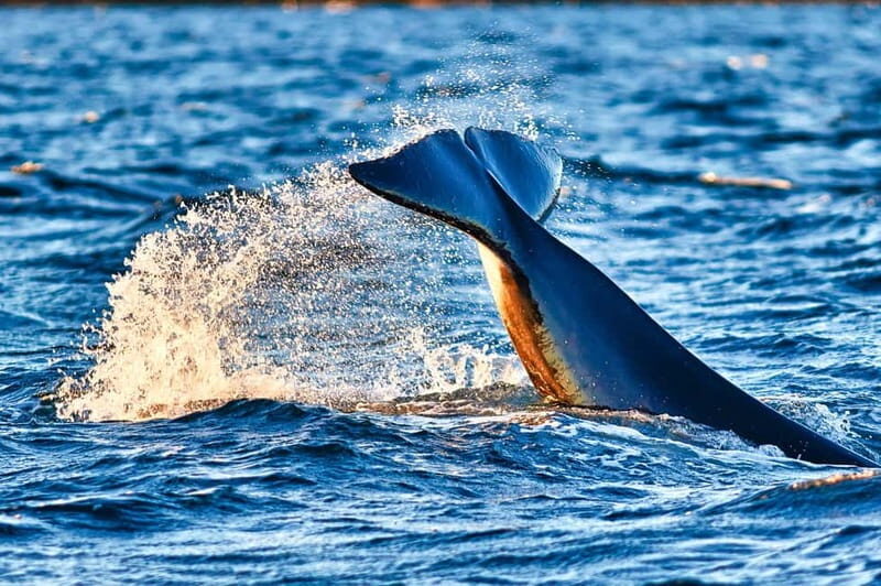 From Tromso: Whale Watching in Magic Skjervoy - Wildlife Sightings and Natural Beauty