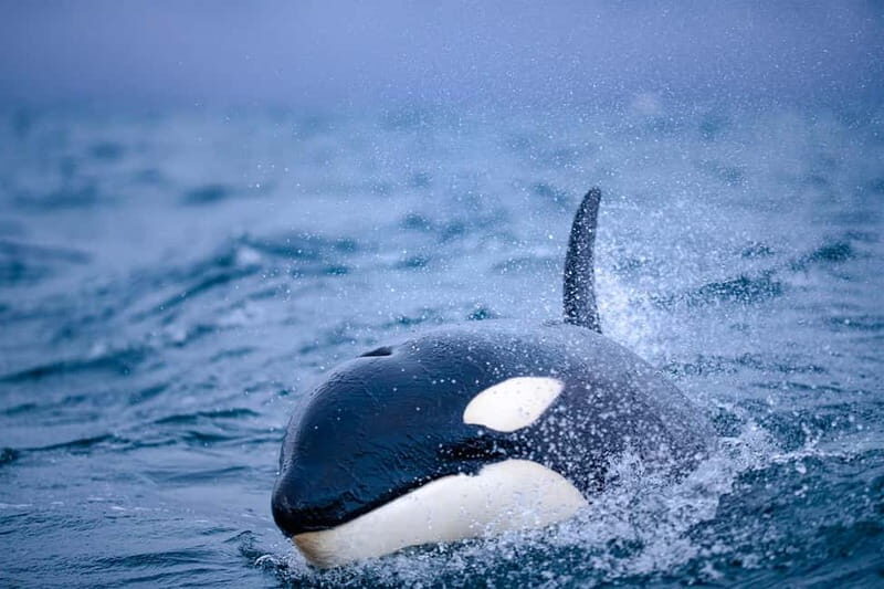 From Tromso: Whale Watching in Magic Skjervoy - Food, Comfort, and Return Journey