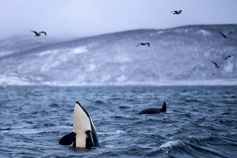 From Tromso: Whale Watching in Magic Skjervoy - Group Size, Difficulty, and Practical Tips