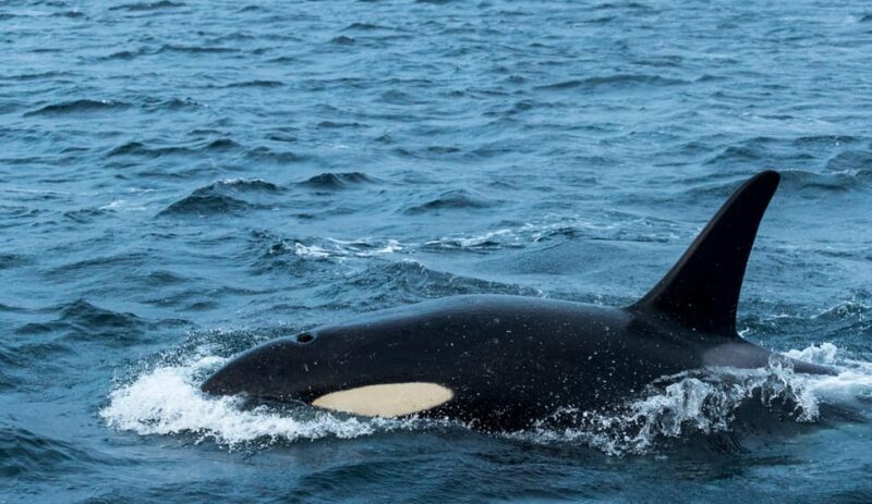 From Tromsø: Whale Watching RIB Safari at Skjervøy - Key Points