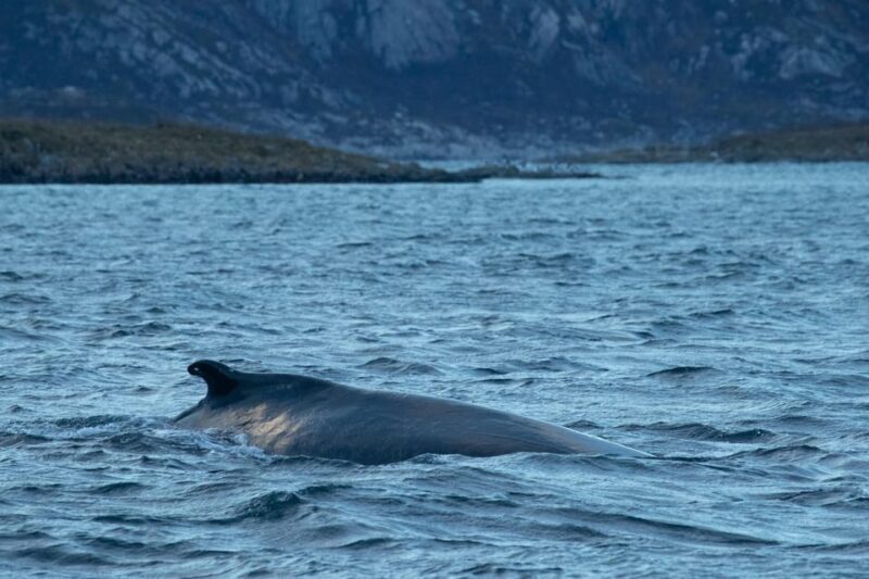 From Tromsø: Whale Watching RIB Safari at Skjervøy - An In-Depth Look at the Whale Watching RIB Safari