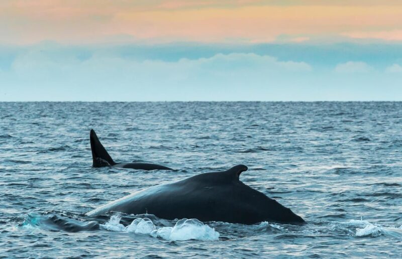From Tromsø: Whale Watching RIB Safari at Skjervøy - Value and Cost: Is It Worth It?