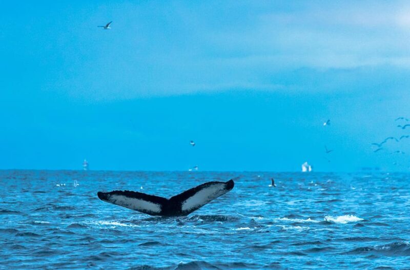 From Tromsø: Whale Watching RIB Safari at Skjervøy - FAQ