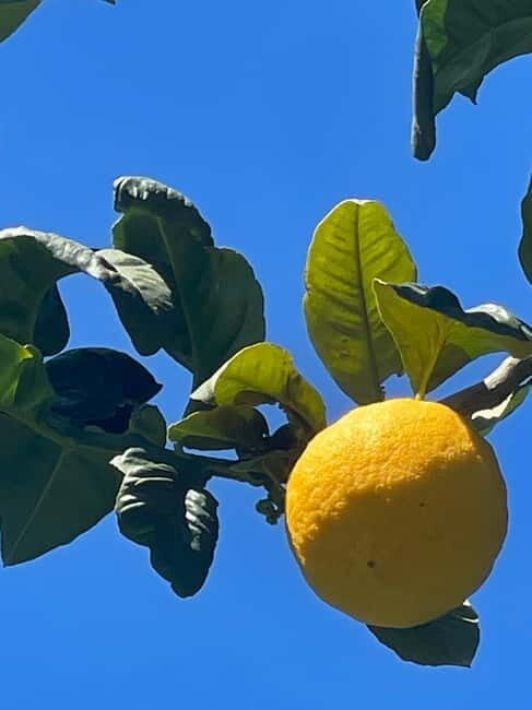 From Tropea: Tour Gallicianò, Pentedattilo & Bergamot - Key Points