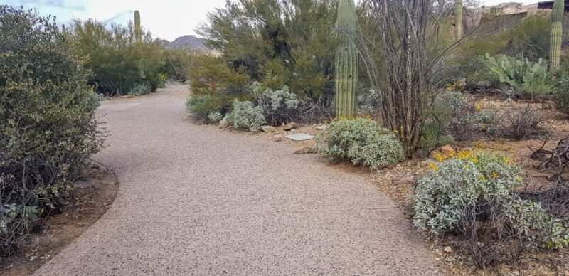 From Tucson: Sonoran Desert with Desert Museum Ticket - What to Expect and How to Prepare