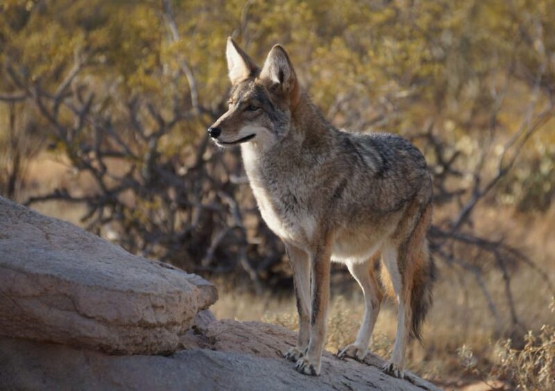 From Tucson: Sonoran Desert with Desert Museum Ticket - Who Will Love This Tour