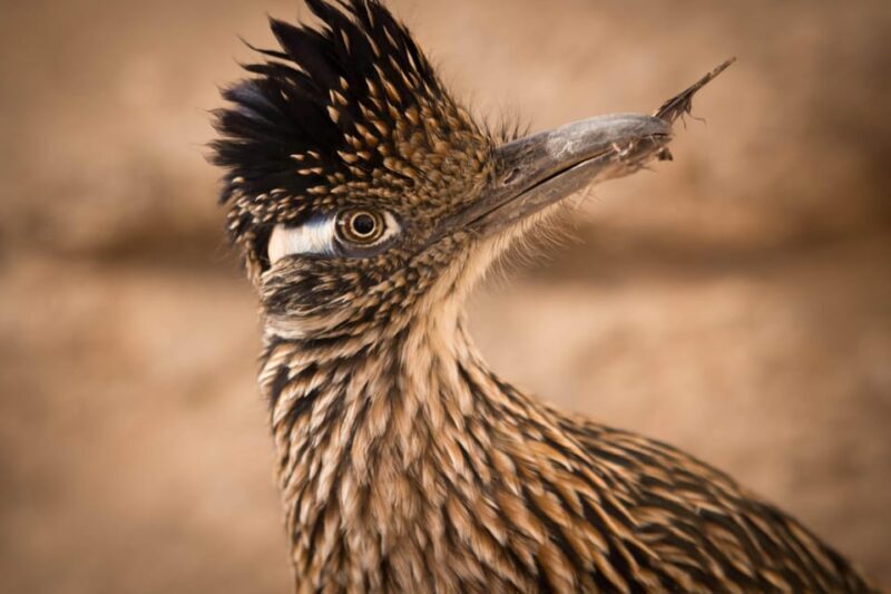From Tucson: Sonoran Desert with Desert Museum Ticket - FAQ