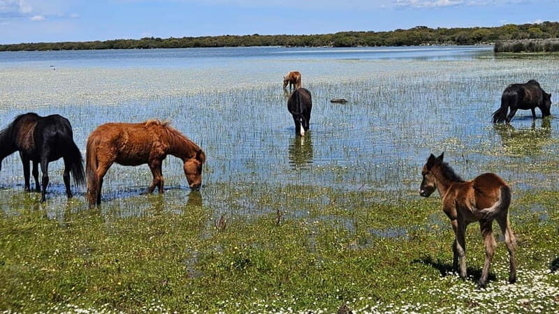 From Tuili: trekking in the Giara Park - Wildlife and Nature Encounters
