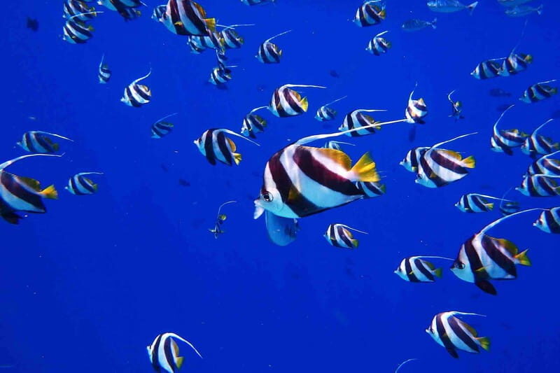 From Tulum: Cenote Riviera Maya & Snorkel Excursion - A Deep Dive into the Tulum Cenote and Snorkel Tour