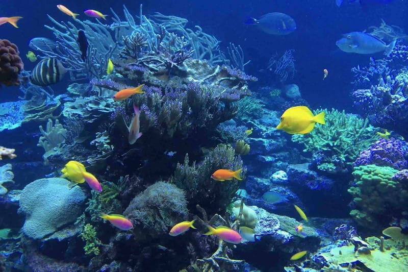 From Tulum: Cenote Riviera Maya & Snorkel Excursion - FAQ