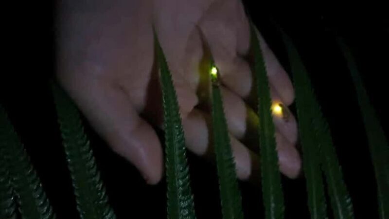 From Ubud: Balinese Home Visit and Firefly Experience - Exploring a Balinese Family Compound