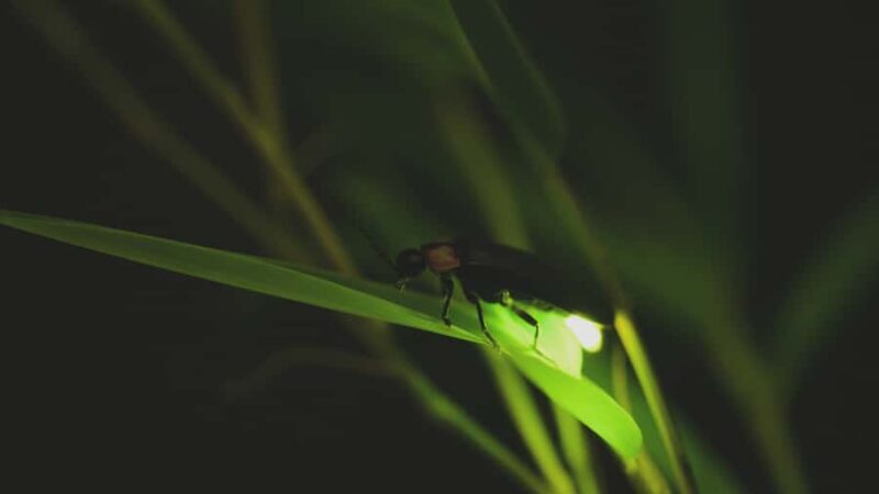 From Ubud: Evening Firefly Tour in Taro Village - An In-Depth Look at the Firefly Tour from Ubud