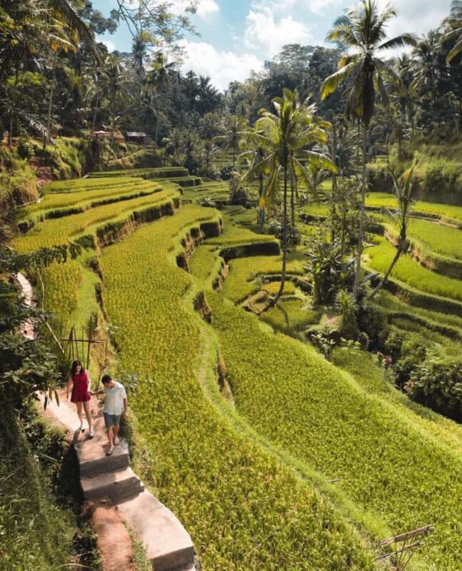 From Ubud: Rice Terrace, Monkey Forest & Waterfall Tour - Exploring Ubud’s Rich Tapestry of Natural and Cultural Gems