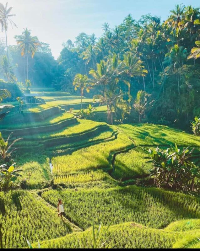 From Ubud: Rice Terrace, Monkey Forest & Waterfall Tour - Who Should Consider This Tour?