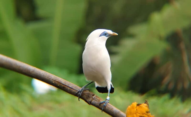 From Ubud: Tengkudak Village Guided Tour with Bird Spotting - Key Points