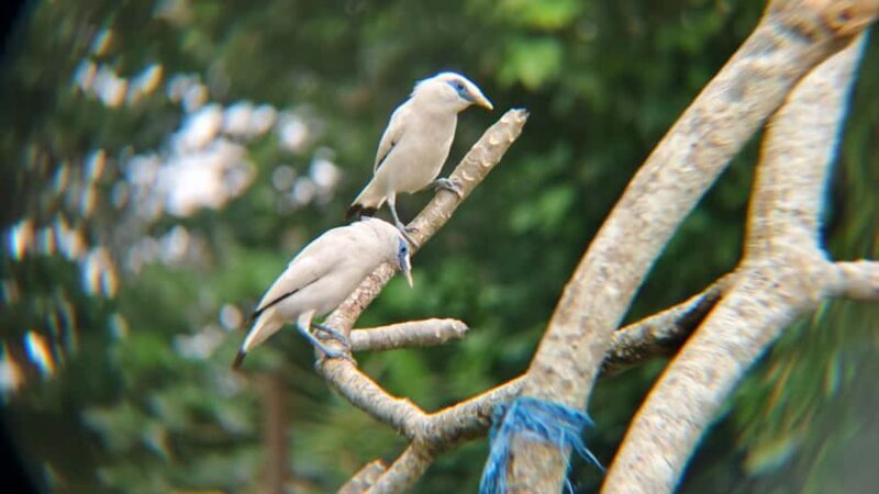 From Ubud: Tengkudak Village Guided Tour with Bird Spotting - The Complete Guide to the Ubud Tengkudak Village Tour