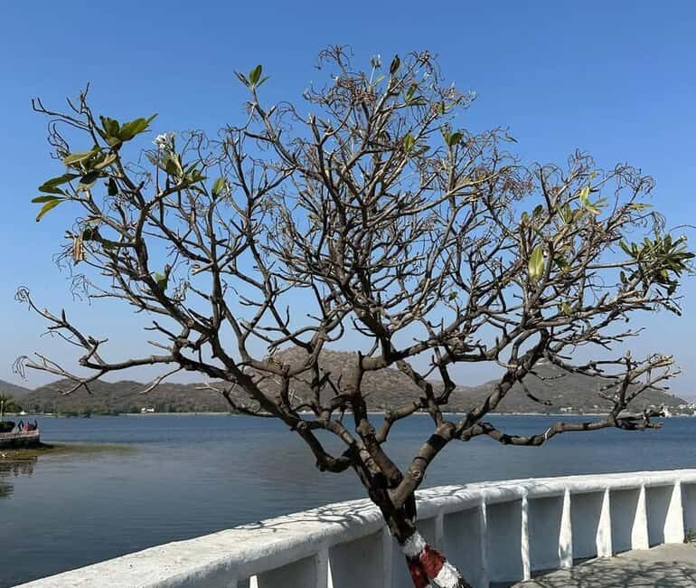 From Udaipur: Authentic Village Safari Experience - Key Points