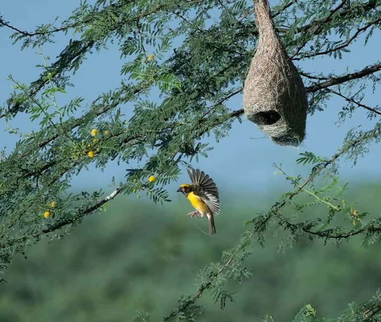 From Udaipur: Authentic Village Safari Experience - Meeting Locals & Learning Traditional Crafts