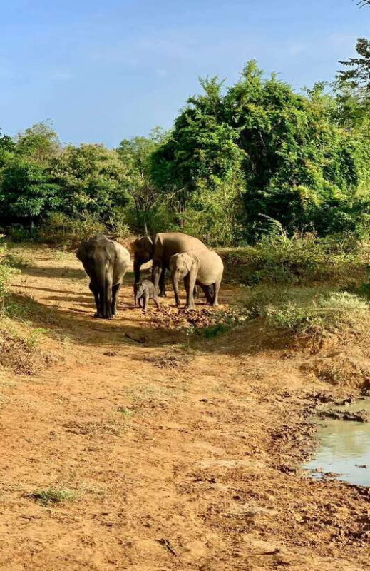 From Udawalawa : Udawalawa National Park Safari Tours - The Experience of Guided Tours