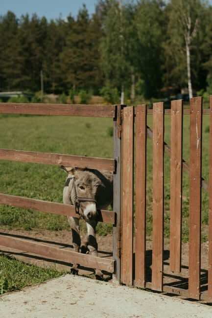 From Ulcinj: Montenegros Donkey Farm, A Family Adventure - An Authentic Chance to Meet Montenegrin Donkeys