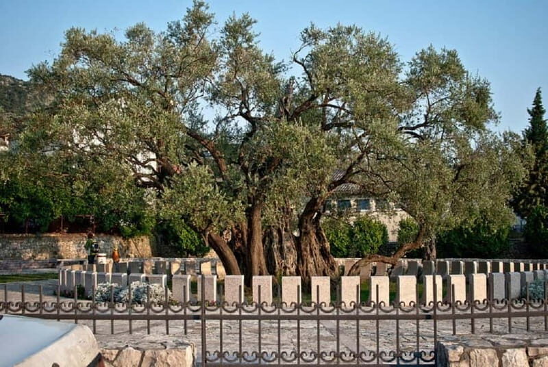 From Ulcinj: Visit Stari Bar and Old Olive Tree - Key Points